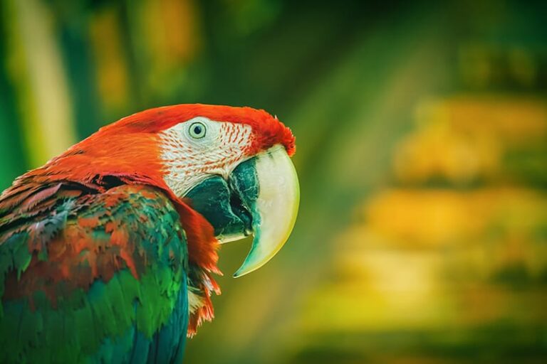 Why Do Pet Parrots Not Fly Away? (Let’s Find Out)