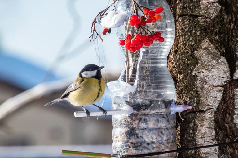 12 Effective DIY Bird Feeding Station Ideas (Must-See!)