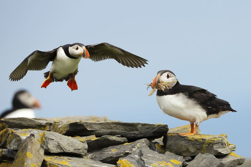 This Is How Puffins Got Their Name (Must-Read!)