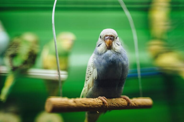 Do Parakeets Need a Heat Lamp? (All You Need To Know!)