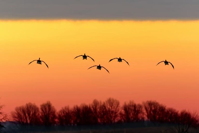 How Did They Get the Geese To Follow In Fly Away Home?