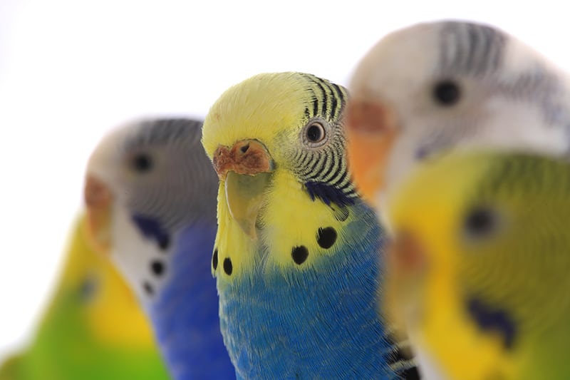 Parakeet Pros and Cons: 10 Things To Consider Before Buying
