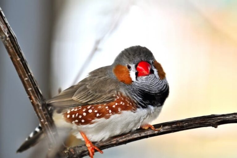Can A Bird Regrow Its Missing Claw? (Let’s Find Out)
